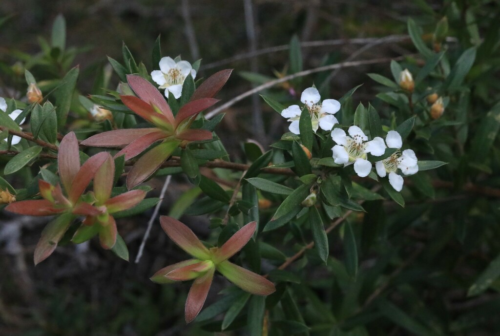 mountain tea-tree from Glenworth Valley NSW 2250, Australia on October ...