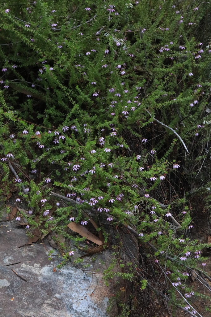 Bauera microphylla from Glenworth Valley NSW 2250, Australia on October ...