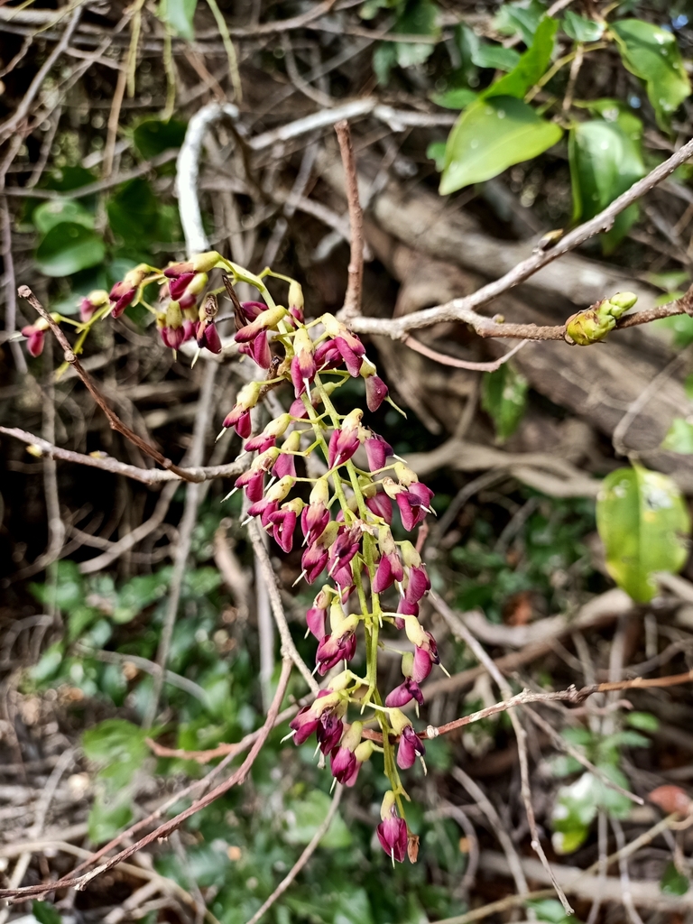 Blood Vine from Kilkivan, AU-QL, AU on November 12, 2023 at 07:09 AM by ...