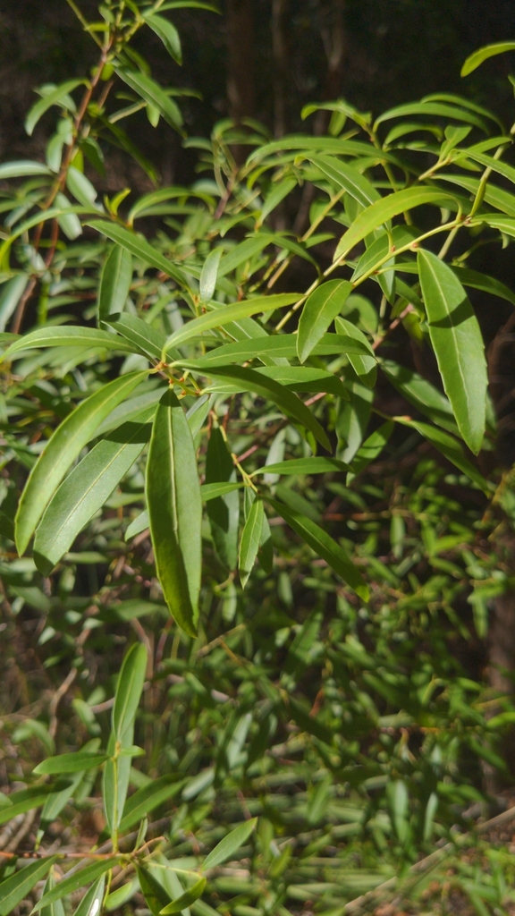 plants from Redbank Creek QLD 4312, Australia on November 12, 2023 at ...