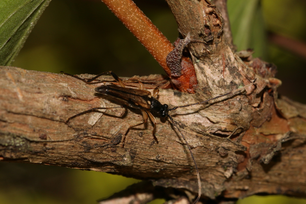 Parastrangalis nymphula from 日本、〒368-0102 埼玉県秩父郡小鹿野町長留 on May 26, 2018 ...