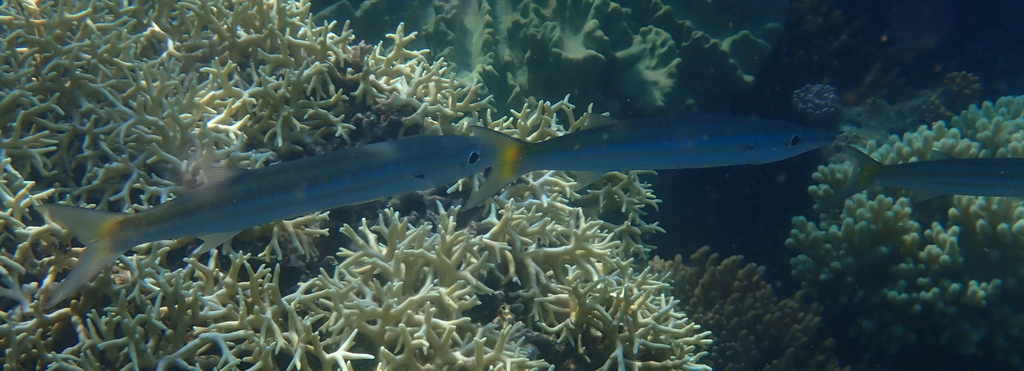 Striped Barracuda from Whitsunday, QLD, Australia on November 5, 2023 ...