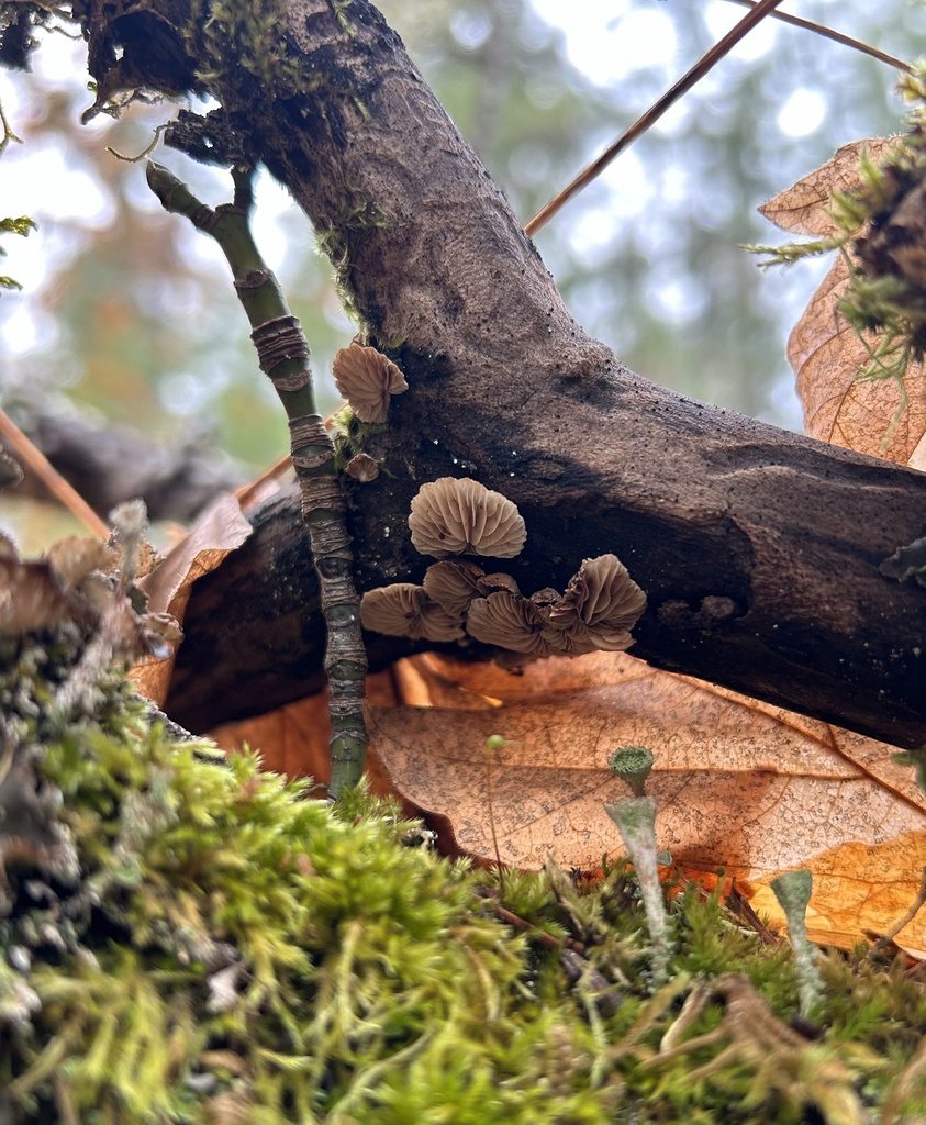 Fungi Including Lichens from Umpqua National Forest, Tiller, OR, US on ...