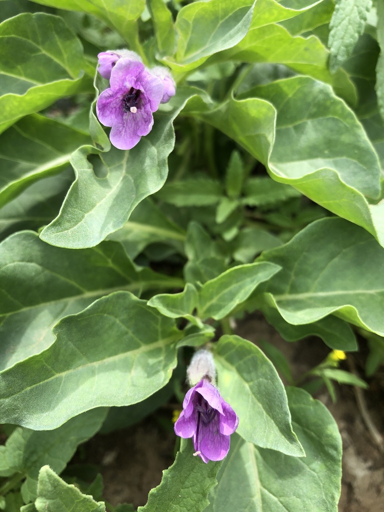 Physochlaina physaloides in July 2018 by B.Byambajav · iNaturalist