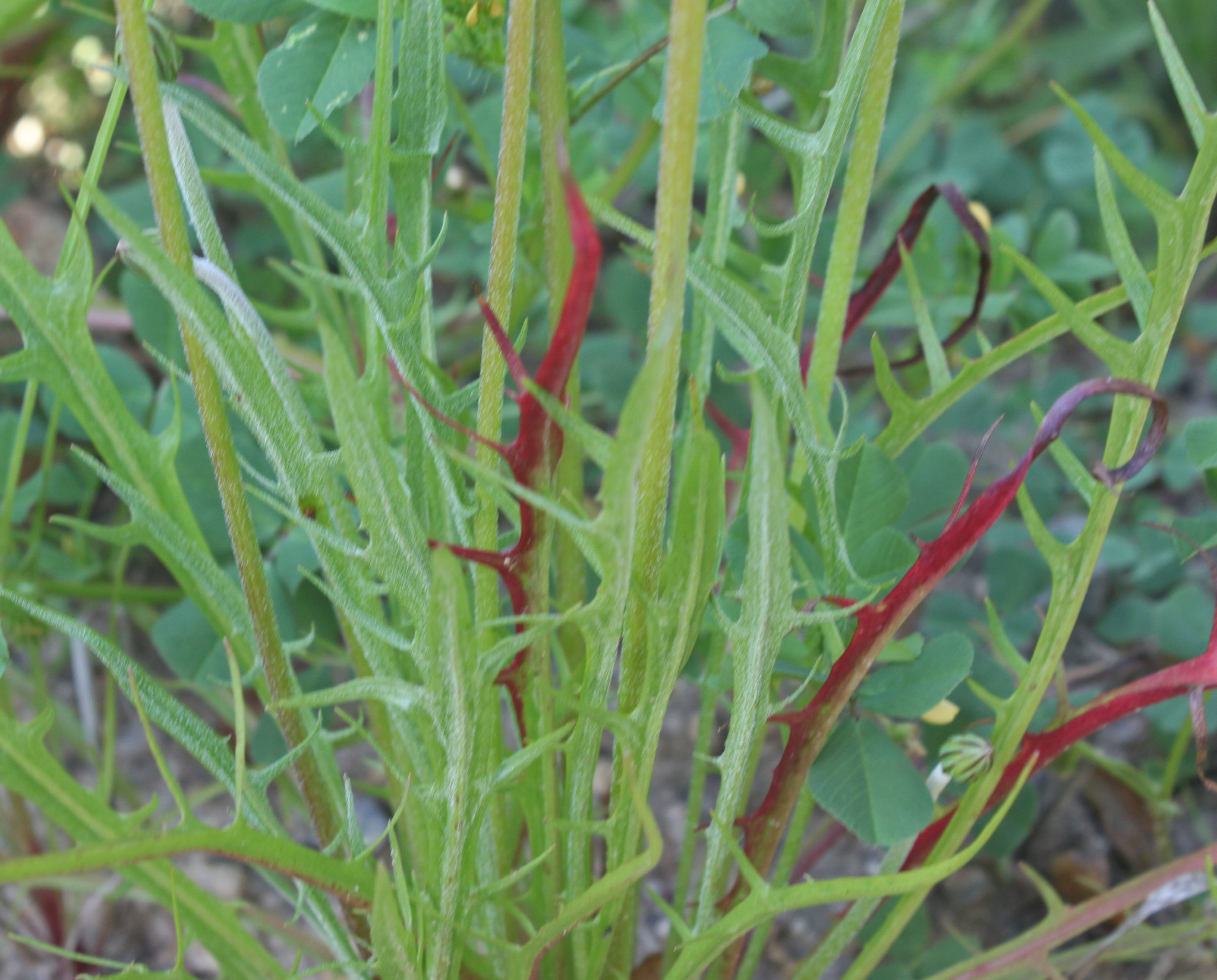 Microseris heterocarpa (Nutt.) K.L.Chambers