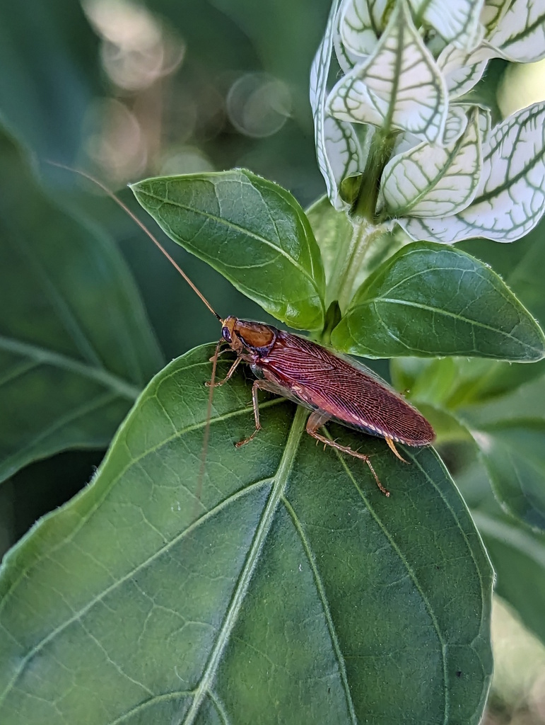 Balta in November 2023 by RattyExplores · iNaturalist