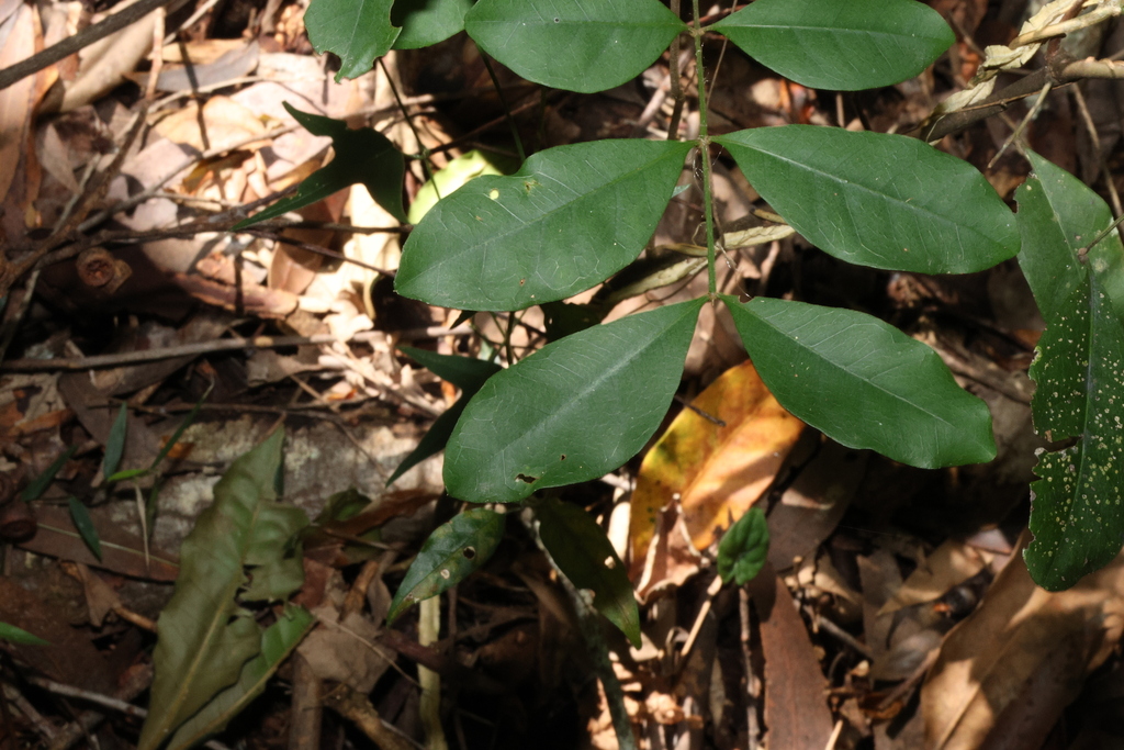 Guioa from Byron, New South Wales, Australia on November 9, 2023 at 09: ...