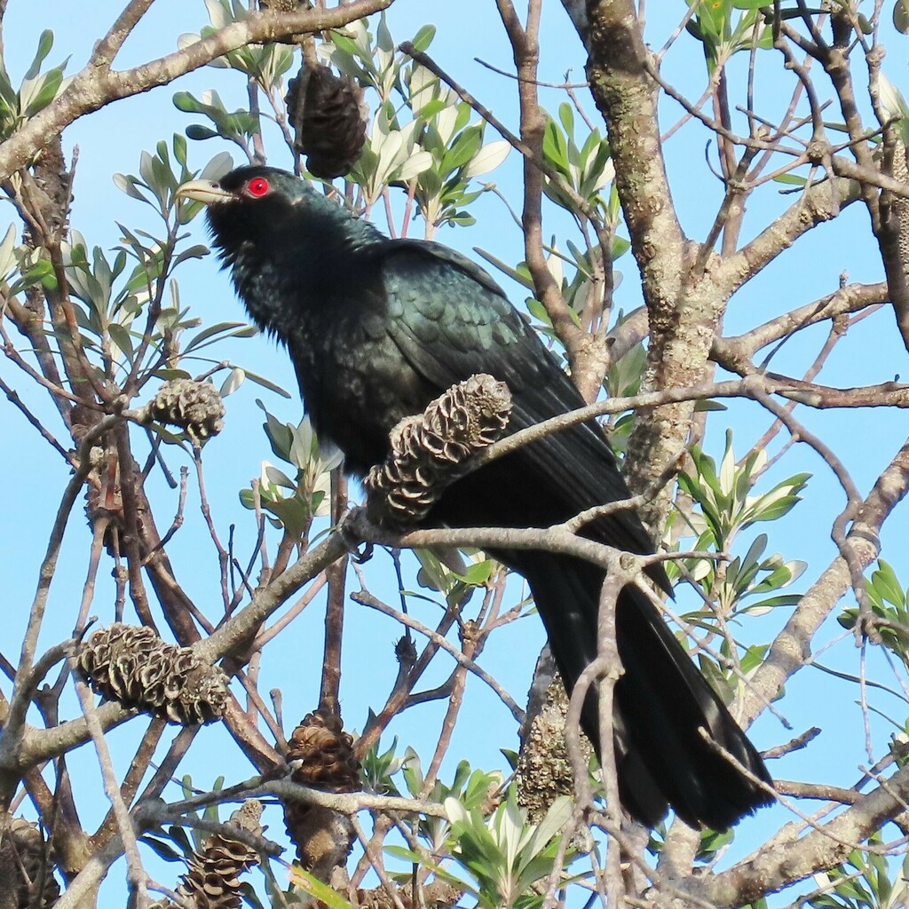 Eastern Australian Koel from Wallaga Lake NSW 2546, Australia on November 12, 2023 at 06:54 AM ...