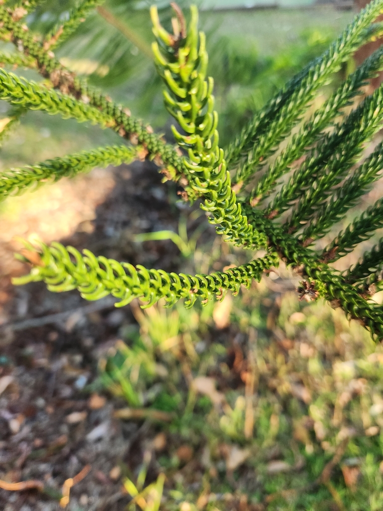 Cook pine from Lemon Tree Passage NSW 2319, Australia on November 11 ...