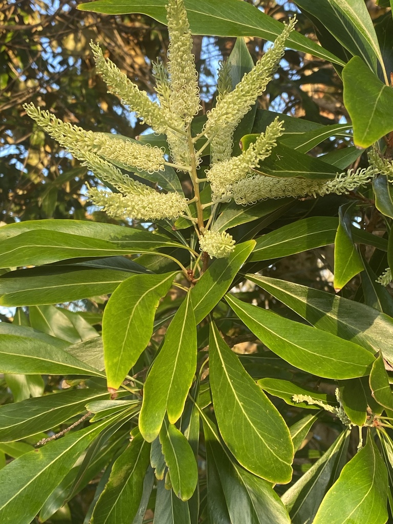 ivory curl tree from Blaxland Rd, Urraween, QLD, AU on November 12 ...