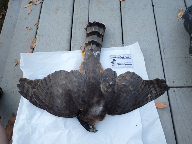 Cooper's Hawk from Humboldt County, CA, USA on November 11, 2023 at 05: ...