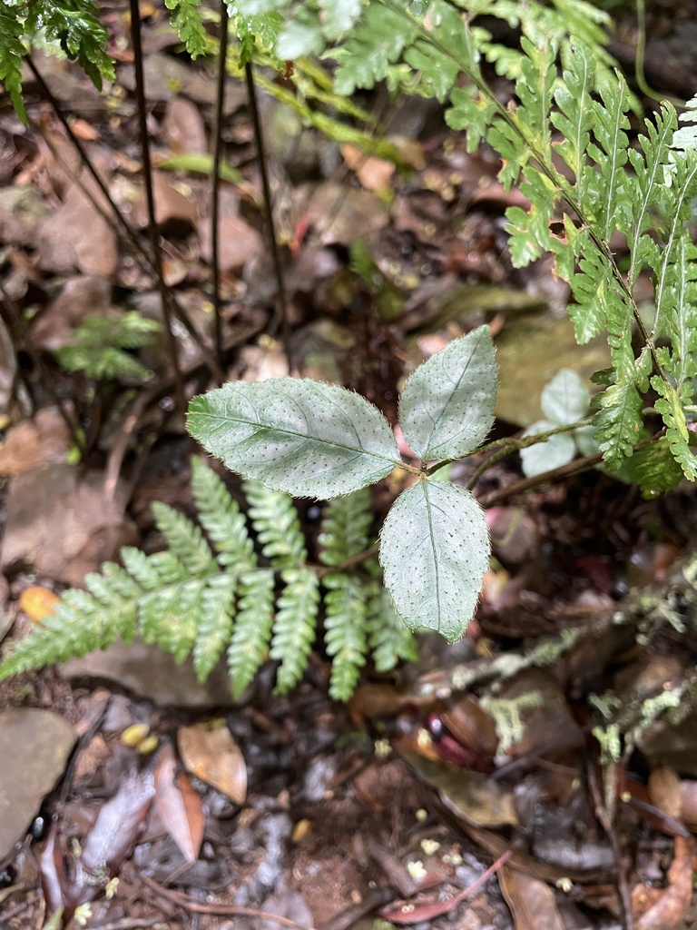 climbing panax from Main Range National Park, Goomburra, QLD, AU on ...