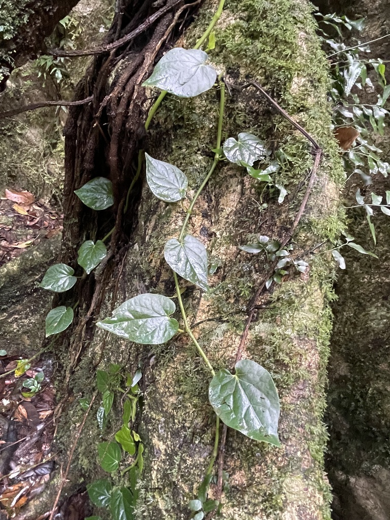 Australian Pepper Vine from Main Range National Park, Goomburra, QLD ...