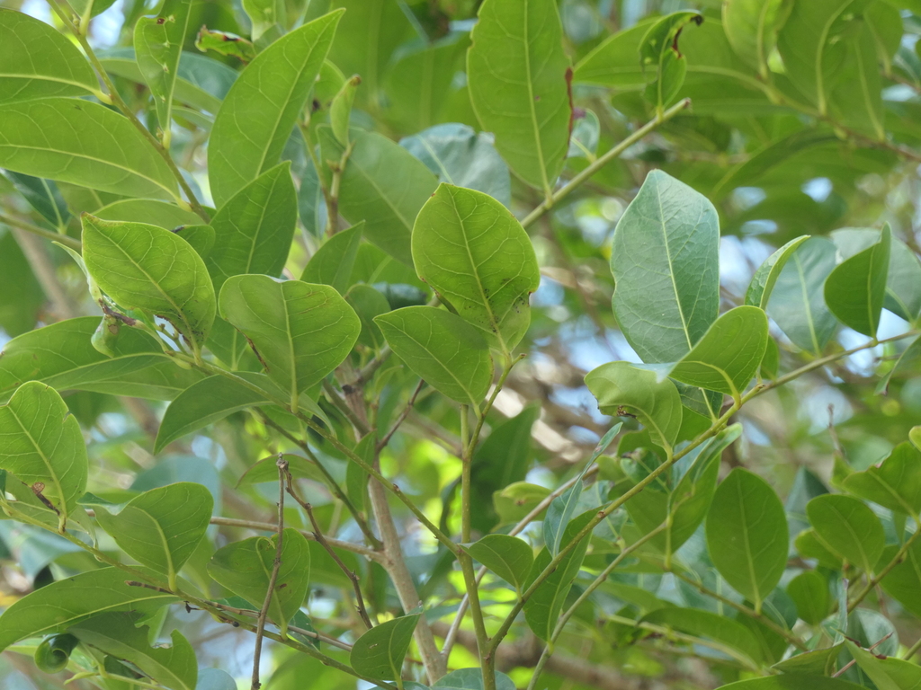 Cheese Tree from Sandy Camp Rd Wetlands Reserve, Wynnum North, Brisbane ...