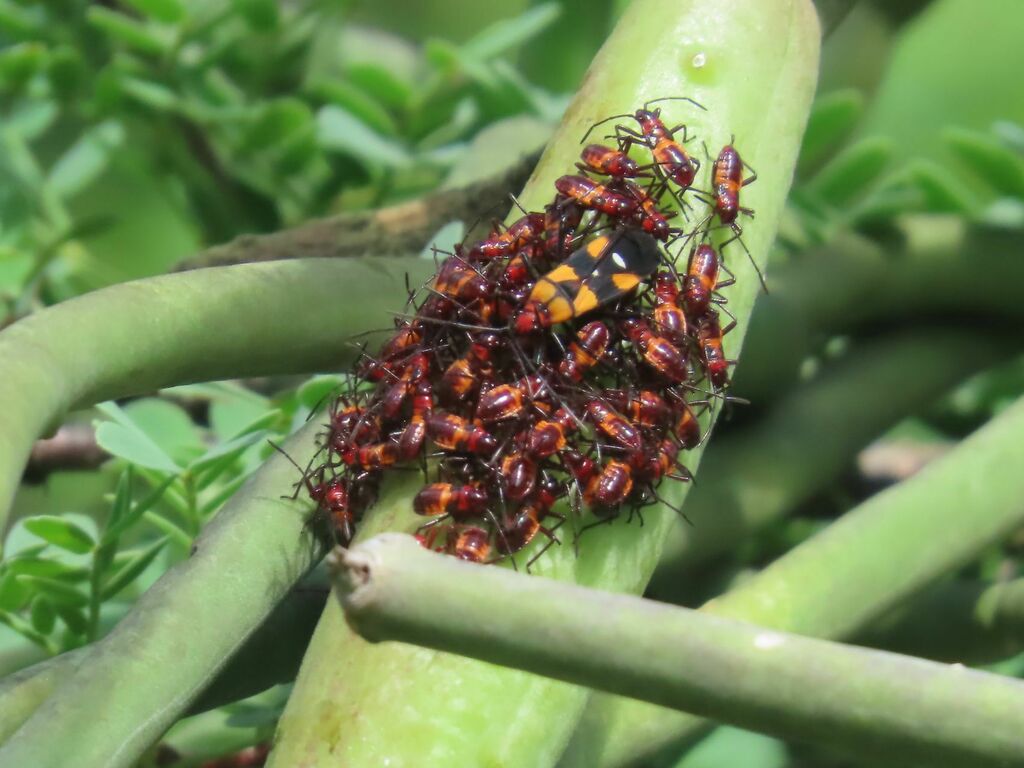 Milkweed Bug from Mhlatikop Trail, Malelane, South Africa on November 8 ...