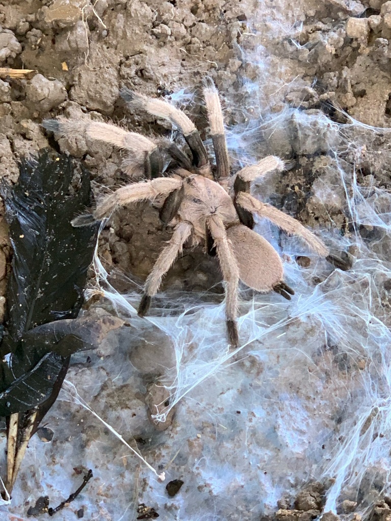 Queensland Whistling Tarantula in March 2020 by melfynature · iNaturalist