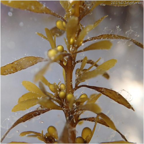 Japanese Wireweed (Sargassum muticum) · iNaturalist