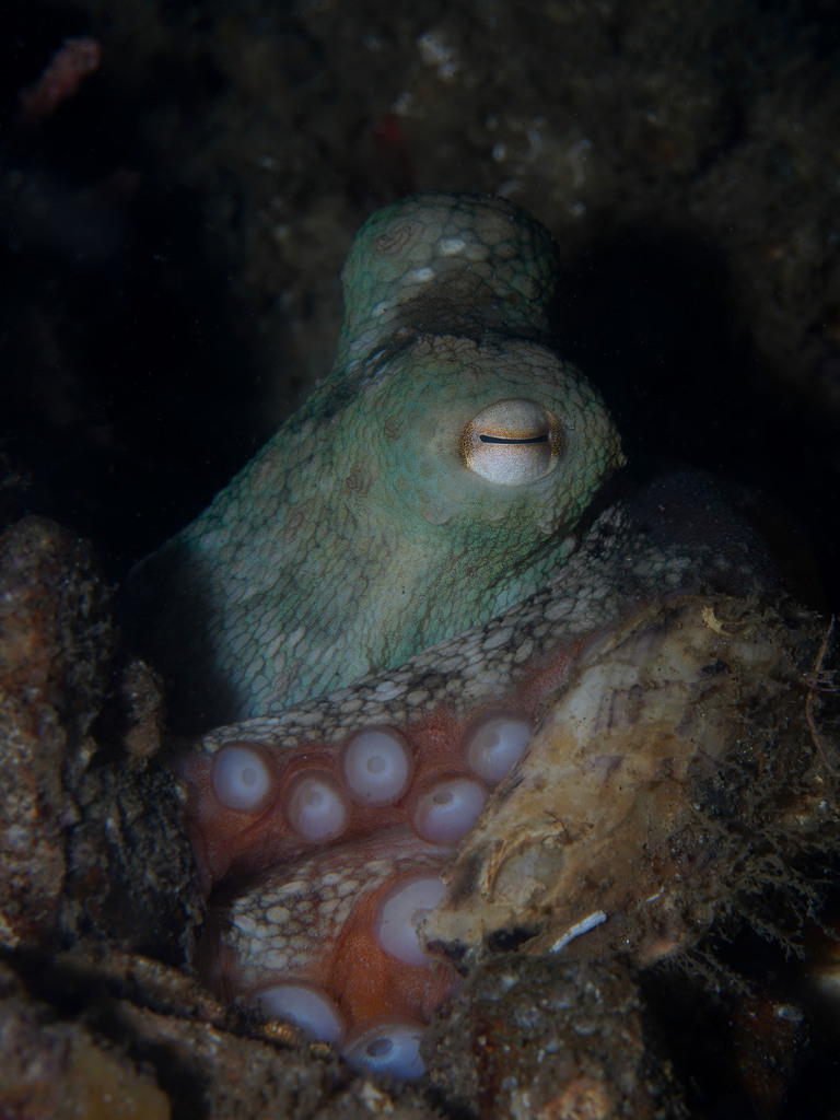 Common Sydney Octopus from Gold Coast QLD, Australia on November 12 ...