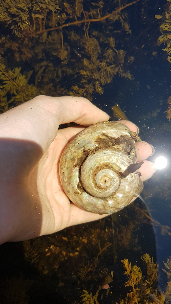 Rough turban shell from Sydney NSW, Australia on November 9, 2023 at 11 ...