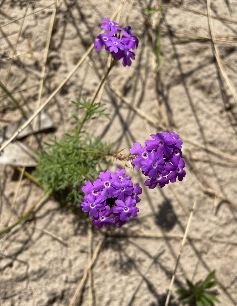 South American mock vervain from Balonne River, St George, QLD, AU on ...