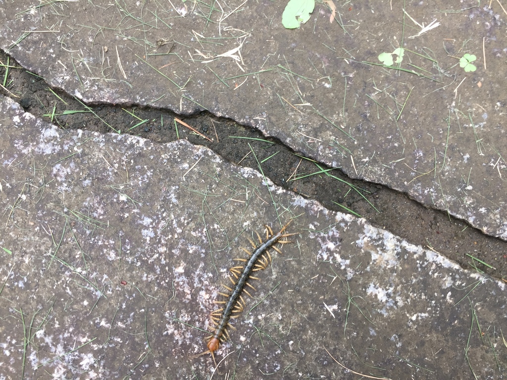 Giant Centipedes from 184, Motona, Kyonan-Machi, Awa-Gun, Chiba, JP on ...