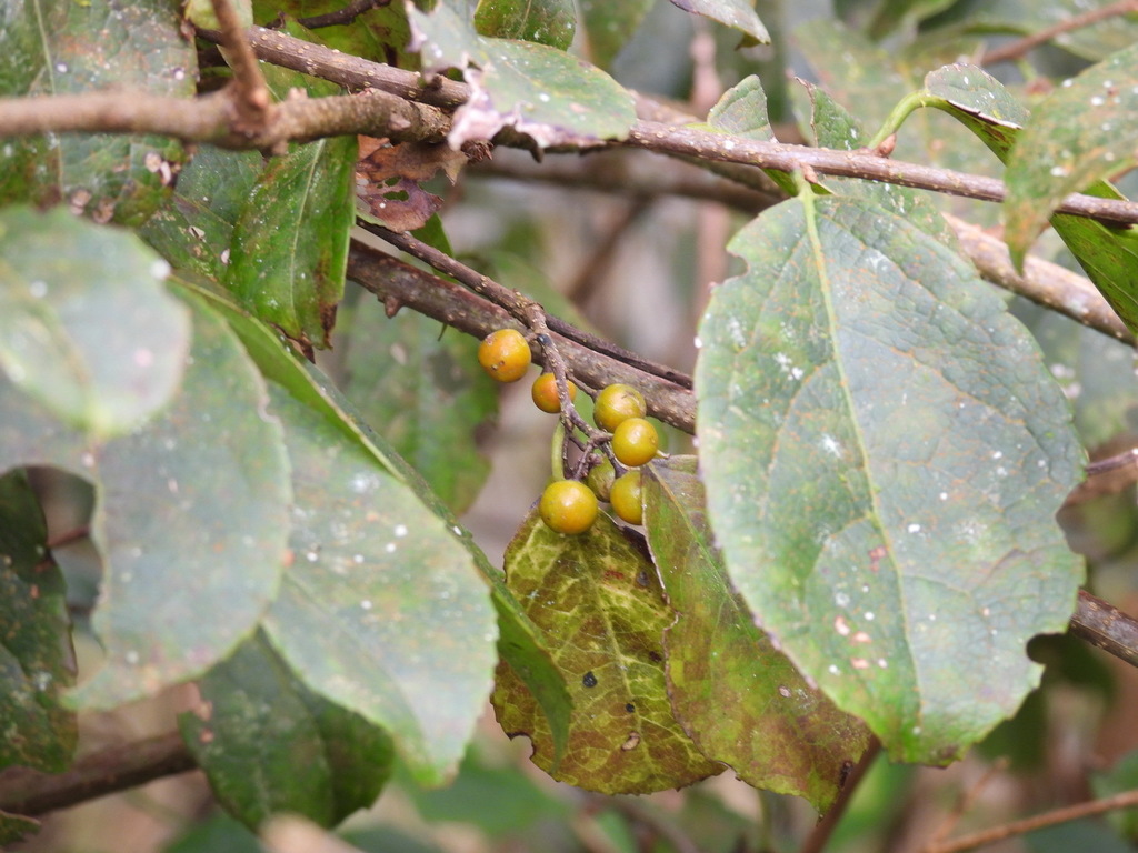 Celastrus punctatus from 605台灣嘉義縣阿里山鄉 on November 11, 2023 at 01:23 PM ...