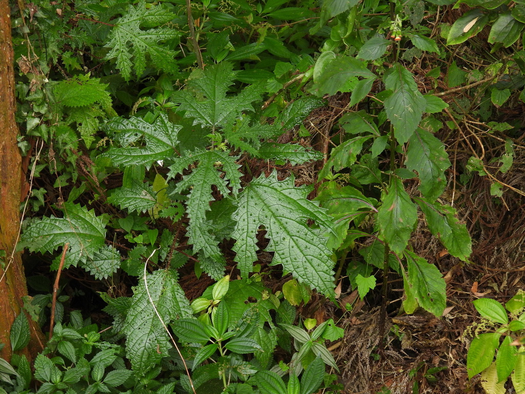 Himalayan nettle from 605台灣嘉義縣阿里山鄉 on November 11, 2023 at 01:33 PM by ...