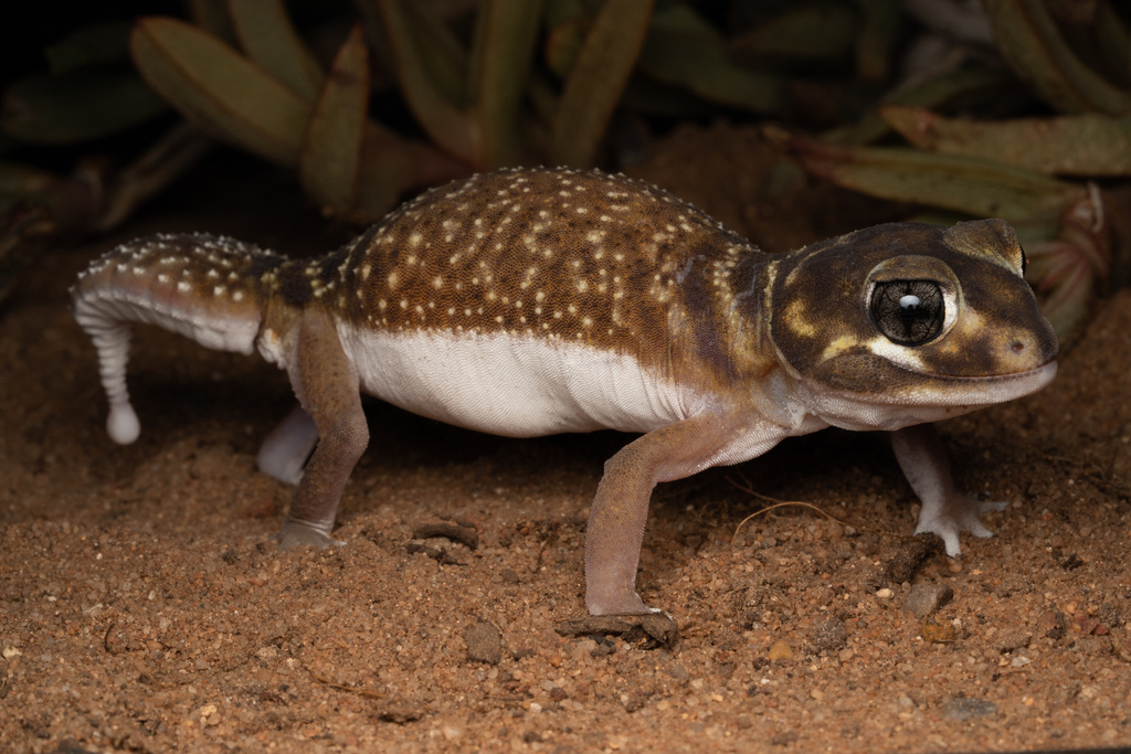 Western Smooth Knob-tailed Gecko from Kalbarri National Park, Kalbarri ...