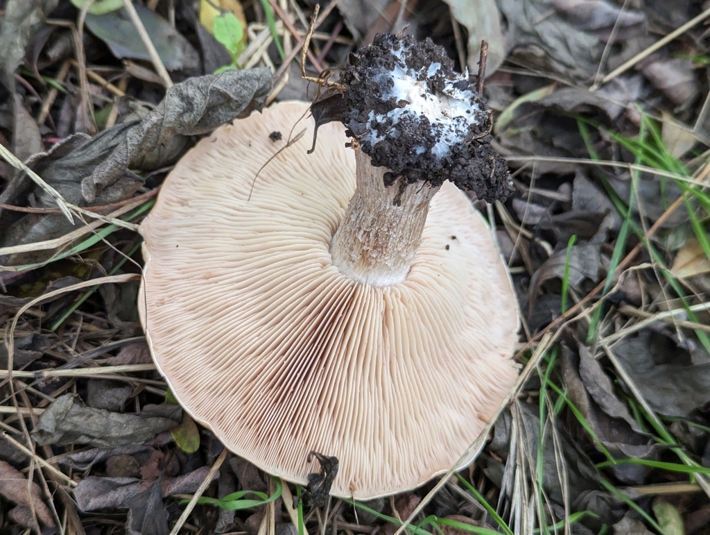 Field Blewit from 7111 Parndorf, Österreich on November 11, 2023 at 02: ...