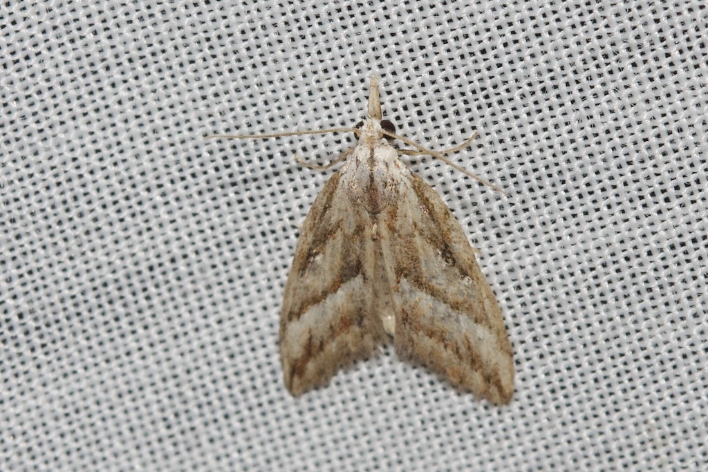 Inscribed Tuft-Moth from Woods Bushland Reserve, Tuerong VIC 3915 ...