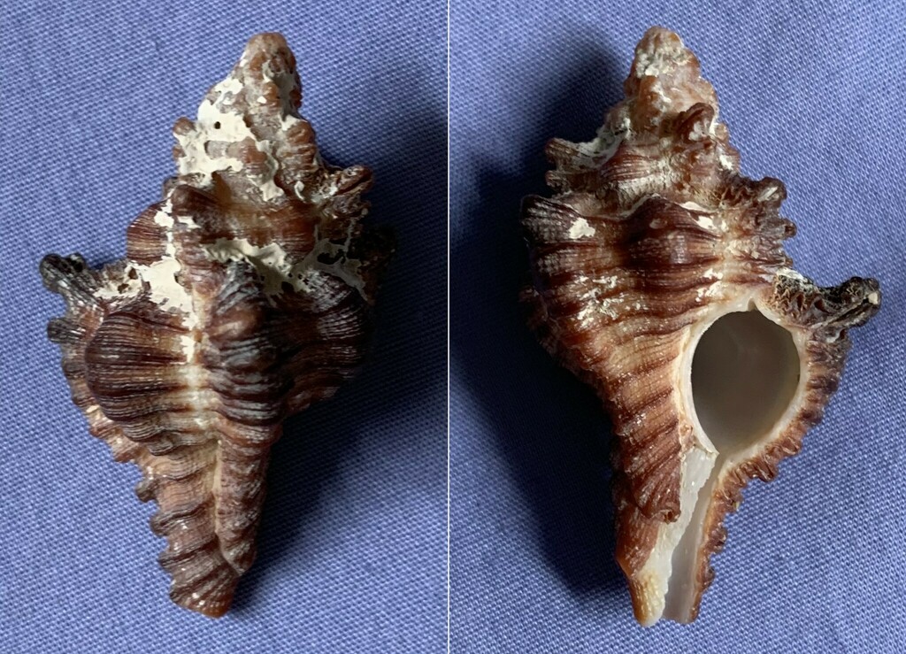 The Burnt Murex in March 2013 by vrebizant. 44.5 mm long · iNaturalist