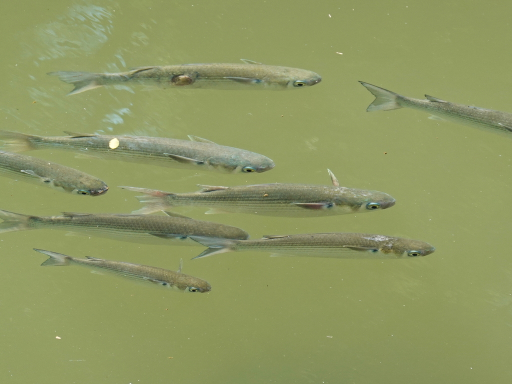 Sea Mullet from Lantau Island, Hong Kong on November 5, 2023 at 02:27 ...