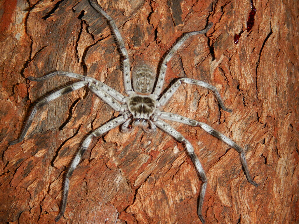 Northern Banded Huntsman in November 2023 by Aaron Bean · iNaturalist
