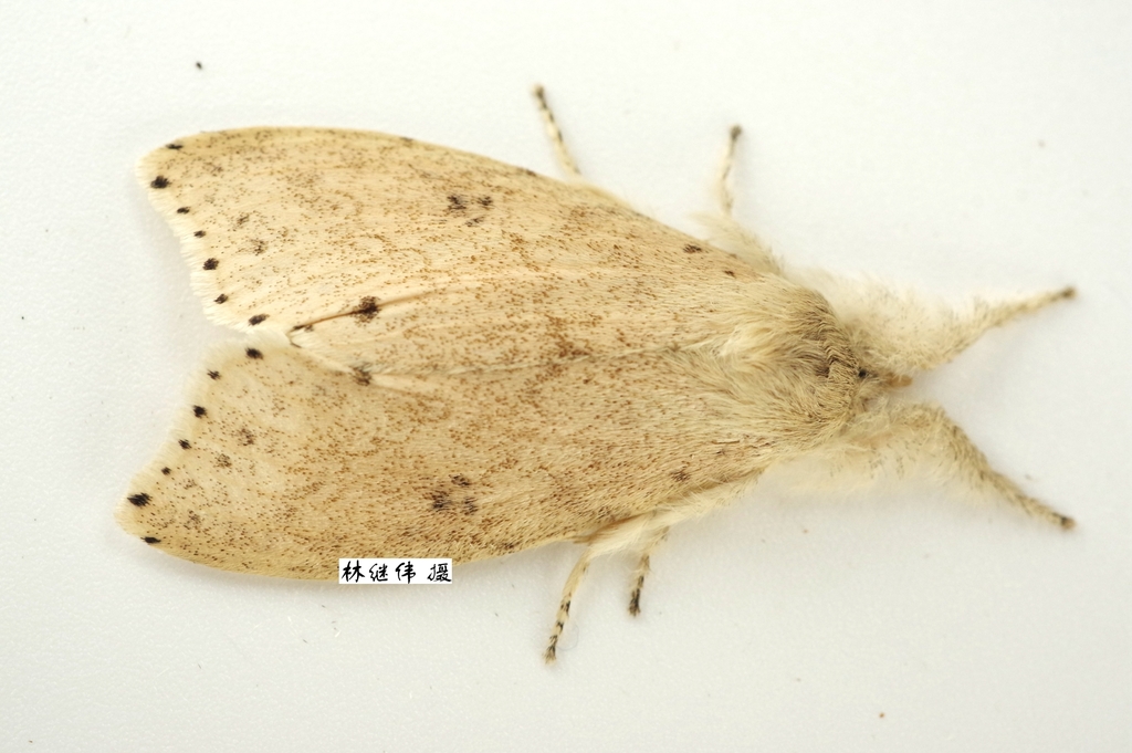 Calliteara angulata from Changsha, CN-HN, CN on November 3, 2023 by 林继伟 ...