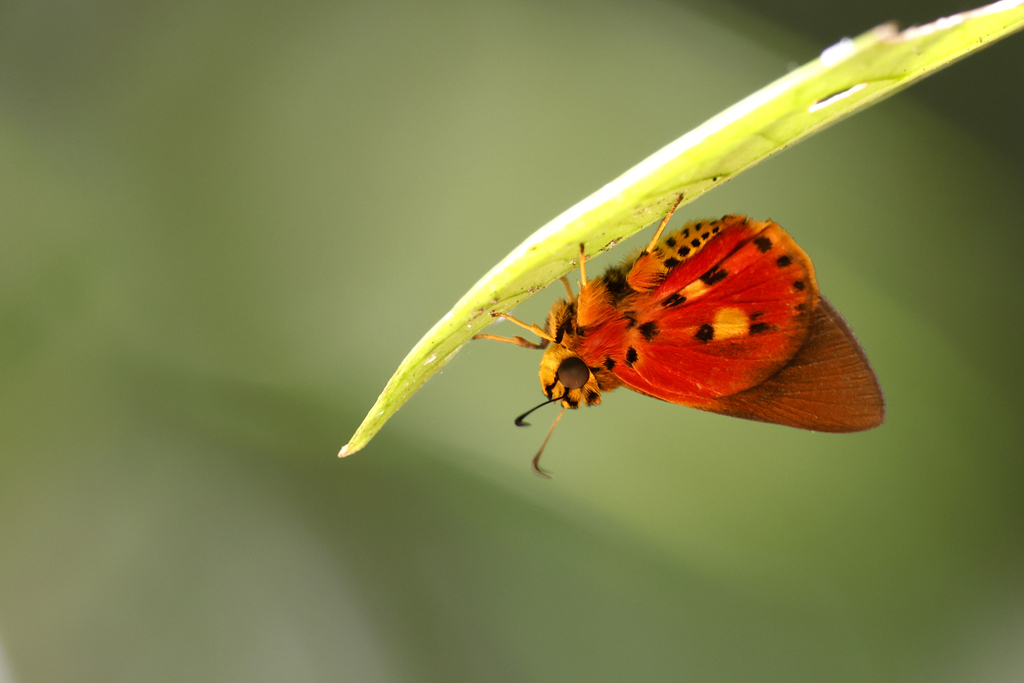 Fiery Red Underwing from Maroantsetra, Madagascar on October 24, 2023 ...