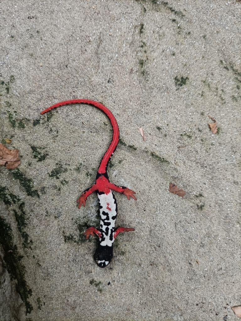 Northern Spectacled Salamander from 47018 Santa Sofia FC, Italia on ...