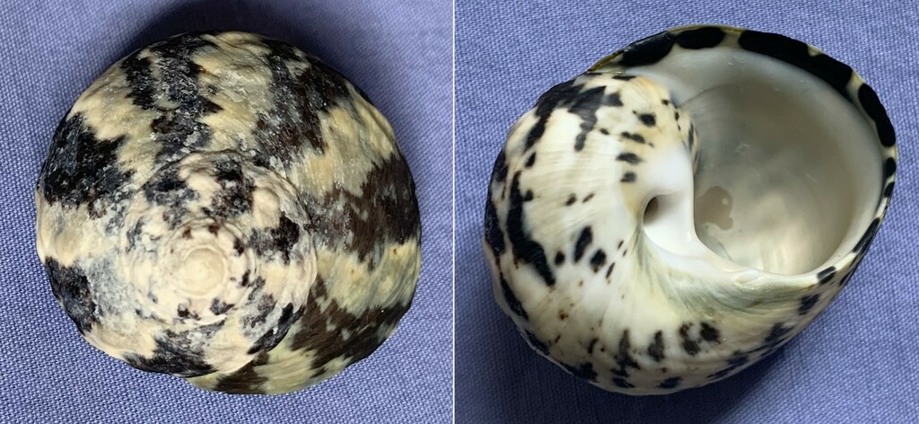 West Indian Top Shell in May 2017 by vrebizant. 38 mm · iNaturalist