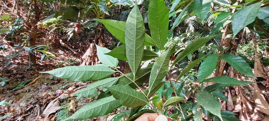 Ficus ampelos from 742台灣台南市大內區環湖里 on November 12, 2023 at 02:47 PM by ...