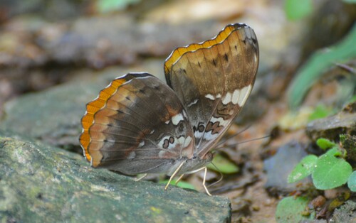 Subespecie Cymothoe haynae diphyia · NaturaLista Colombia