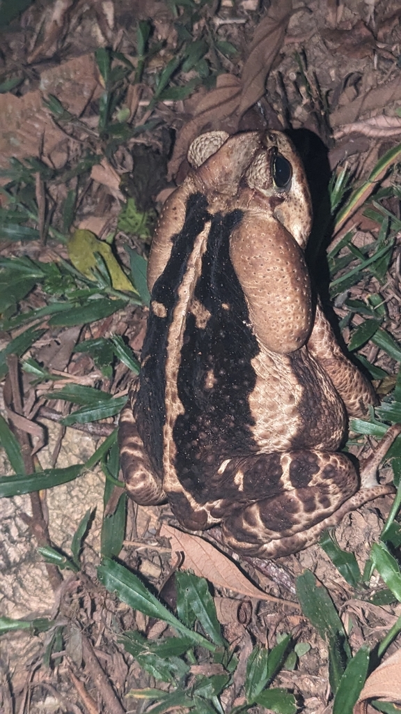 Cururu Toad from Nova Friburgo, BR-RJ, BR on November 11, 2023 at 07:18 ...