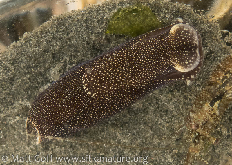 Spotted Aglaja (Nudibranchs and Other Sea Slugs of California ...