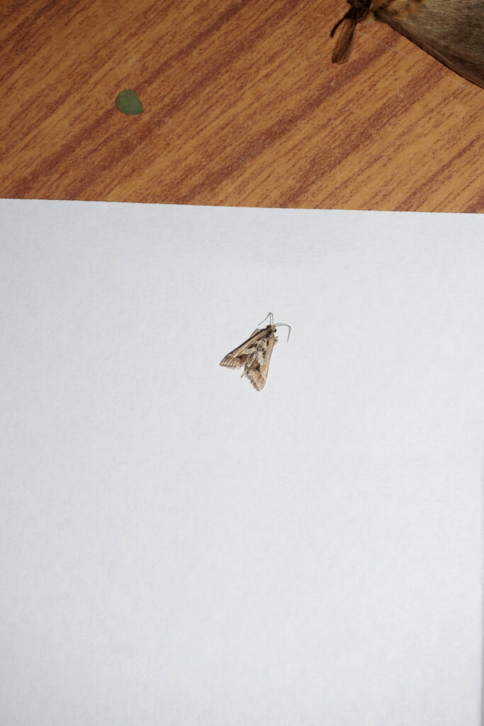 Diasemia accalis from EB Quarters, Tamil Nadu 643209, India on November ...