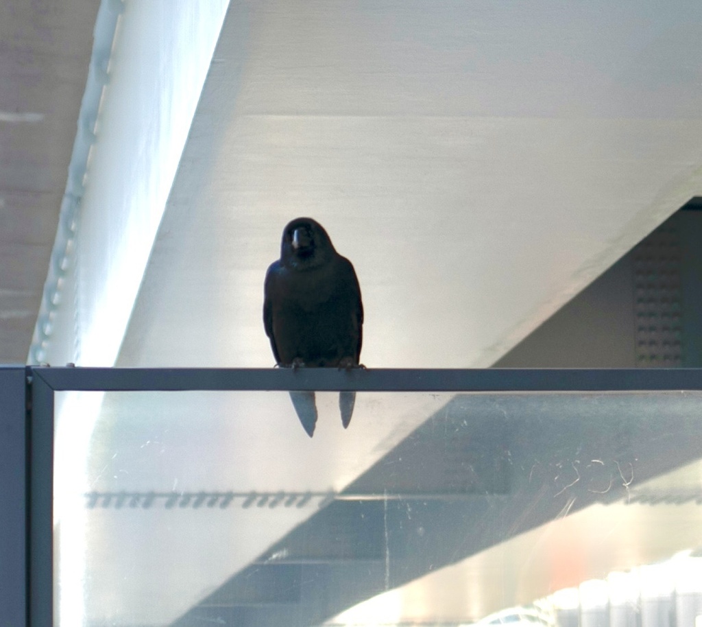 Japanese Crow from Bunkyō, JP-TK, JP on January 10, 2020 at 03:36 PM by ...