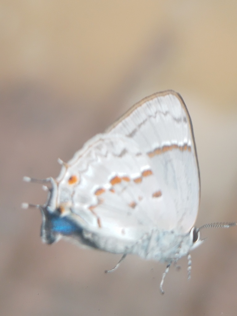 Tmolus crolinus from San Antonio de Oriente, Honduras on October 19 ...