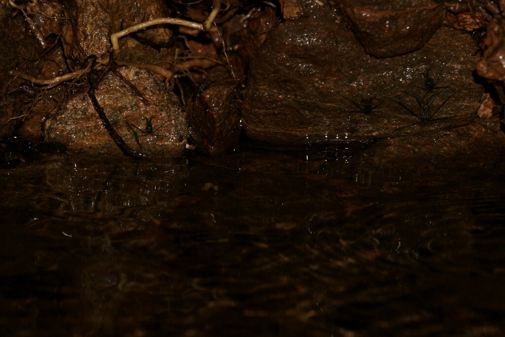 Metrocoris in November 2023 by Dev Bagdi · iNaturalist