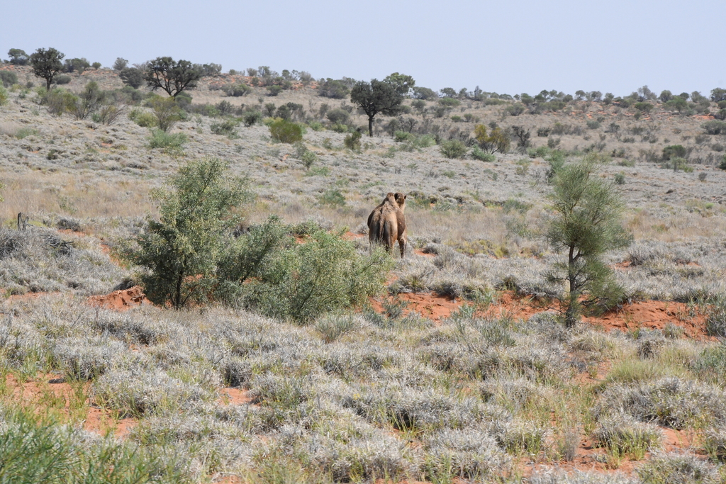Dromedary Camel from Mereenie NT 0872, Australia on November 12, 2023 ...