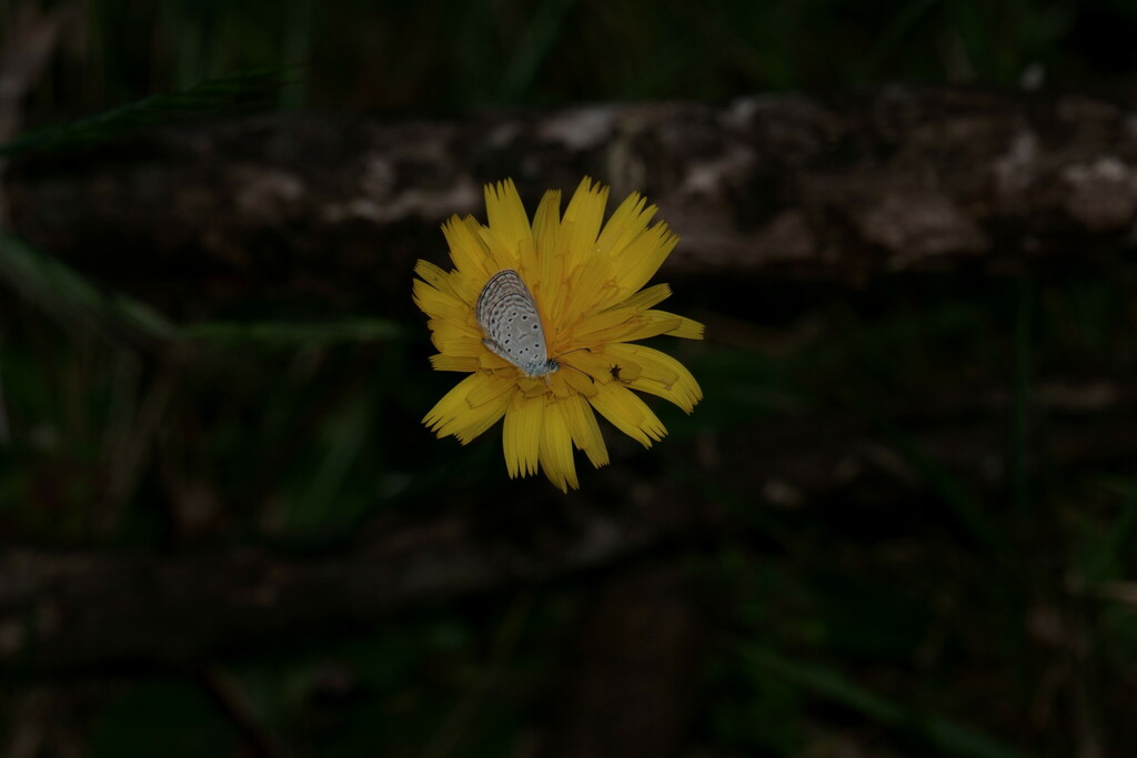 Tiny Grass Blue in November 2023 by Dev Bagdi · iNaturalist