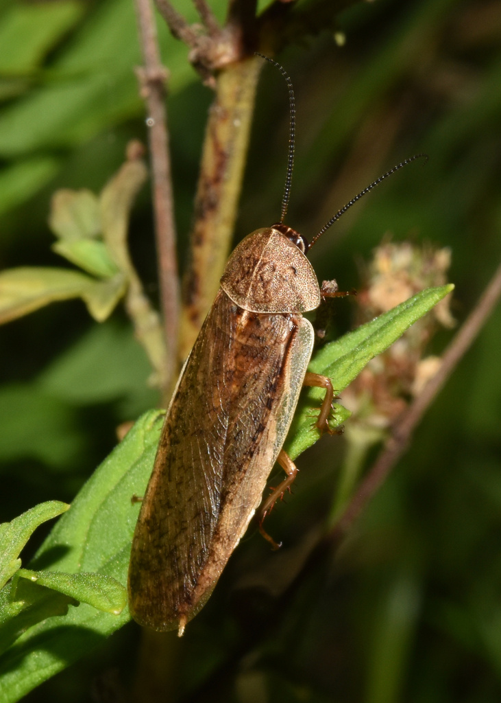 Rock Roaches from Cumberland Nature Reserve, Wartburg, KZN, ZA on ...