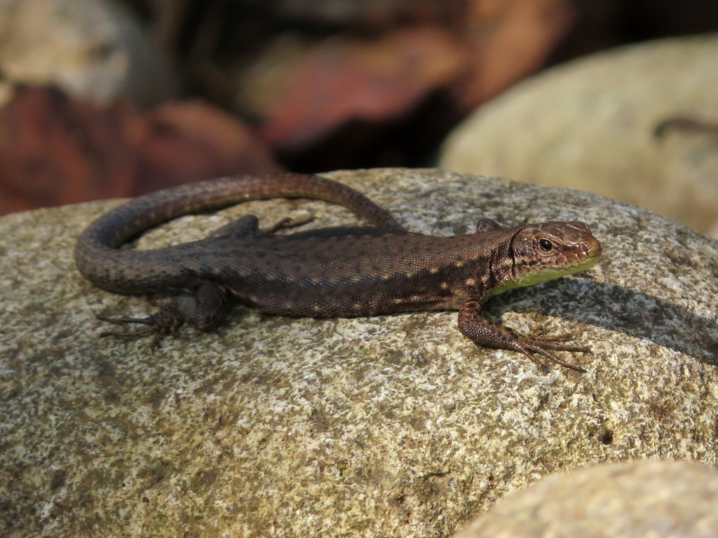 Green-bellied Lizard from Xanbulan, Lənkəran, Azerbaijan on November 12 ...