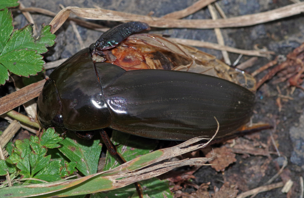 Hydrophilus from Bingenheimer Ried, 61209 Echzell, Deutschland on ...